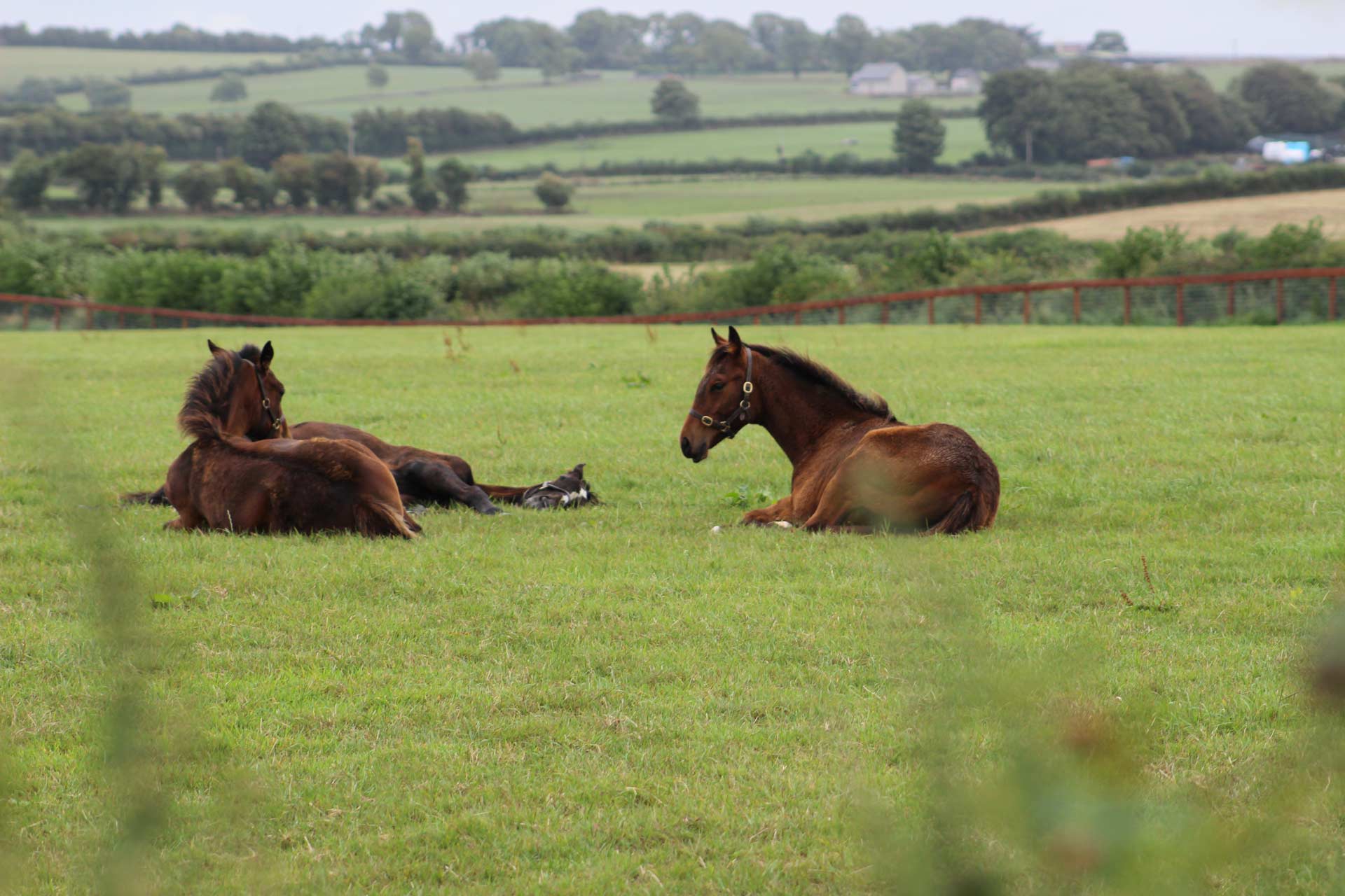 Golden Farm Thoroughbreds - Golden Farm